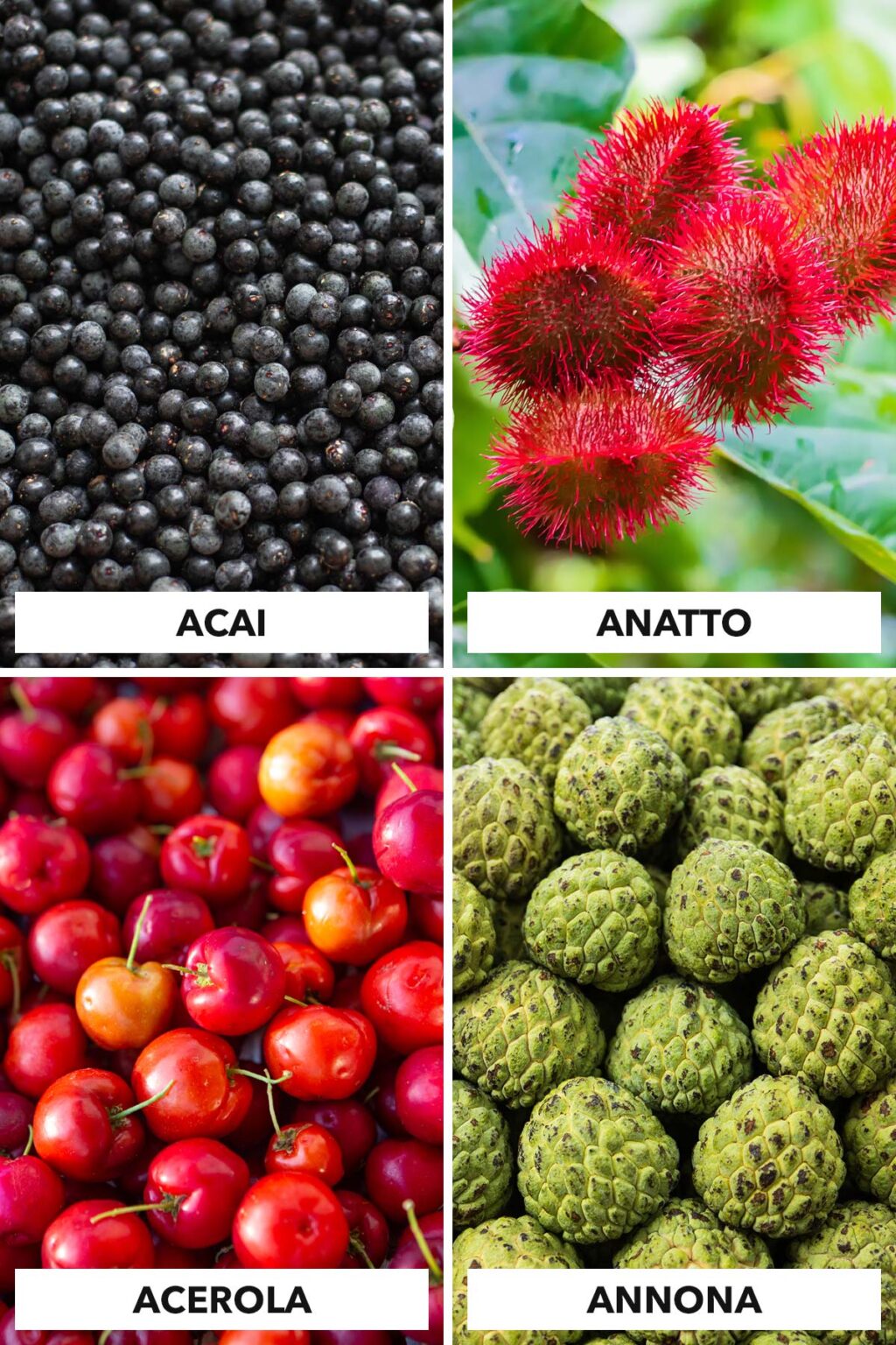 31 Fruits That Start with A - Smoothies and Shakes